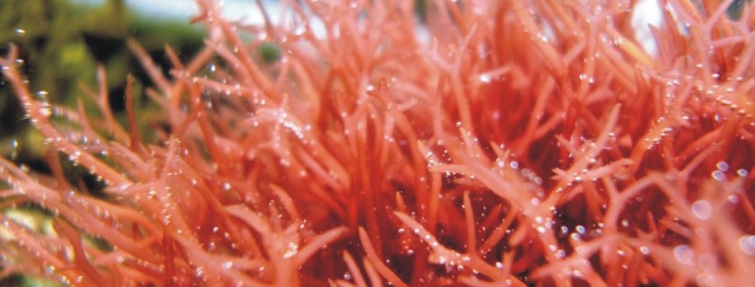 Red Marine Algae Aids In Fighting Dangerous Pathogens By Boosting The ...